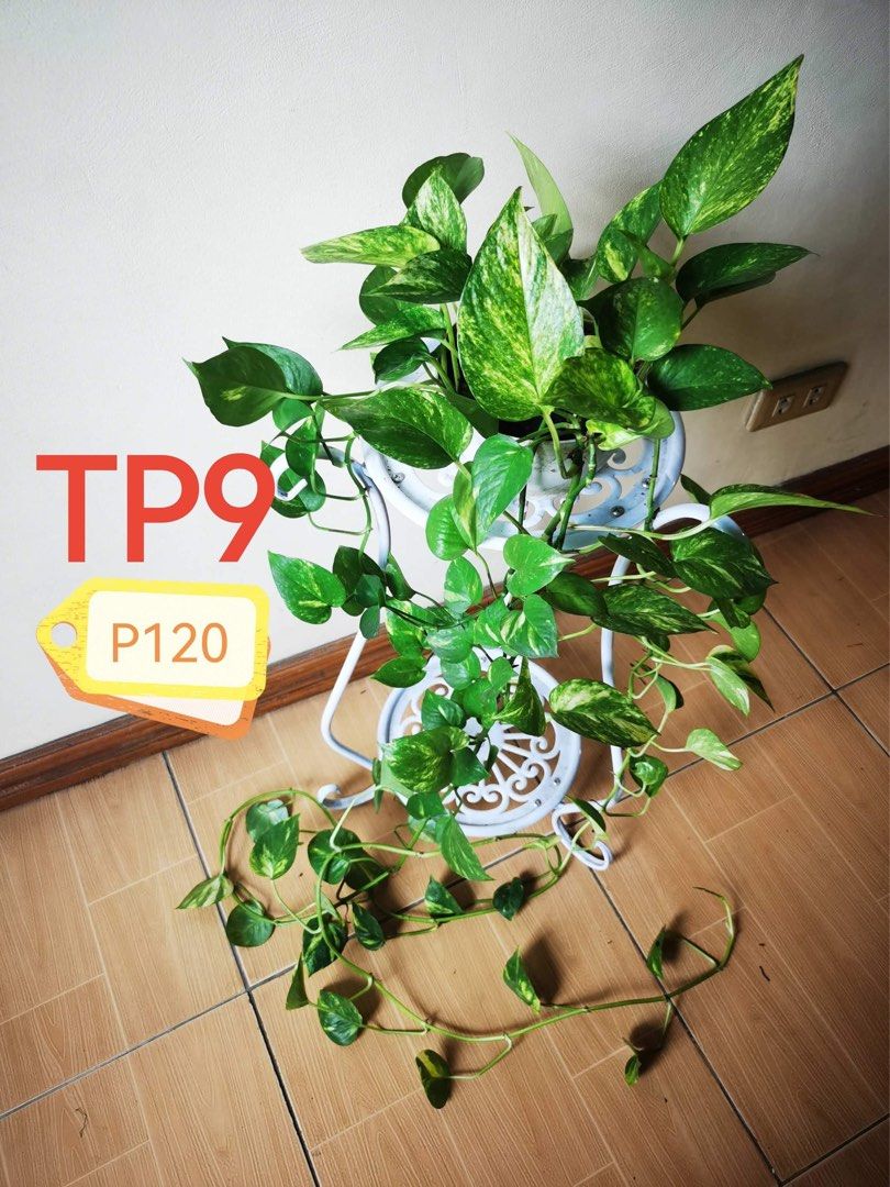 Potted Trailing Golden Pothos, Furniture & Home Living, Gardening ...