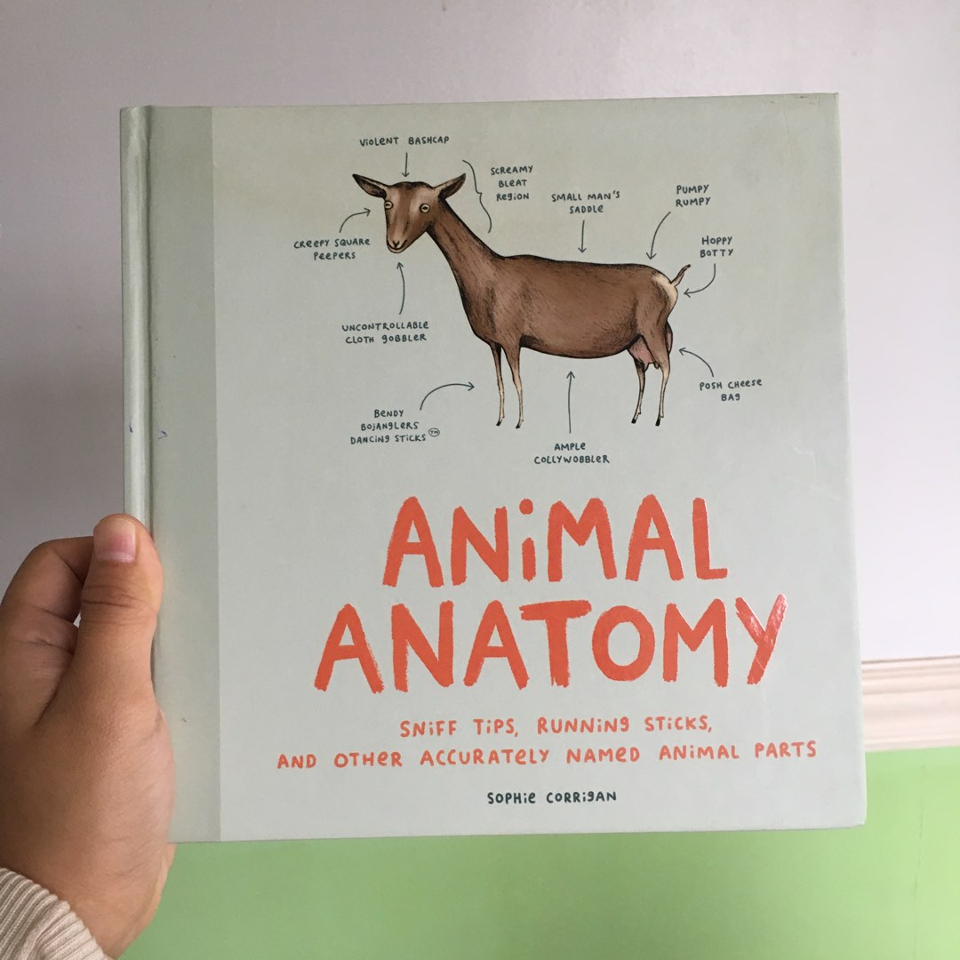 PRELOVED Animal Anatomy by Sophie Corrigan, Hobbies & Toys, Books ...