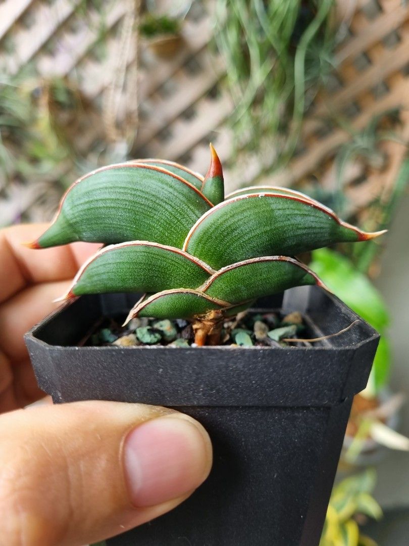 Sansevieria Rorida, Furniture & Home Living, Gardening, Plants & Seeds ...