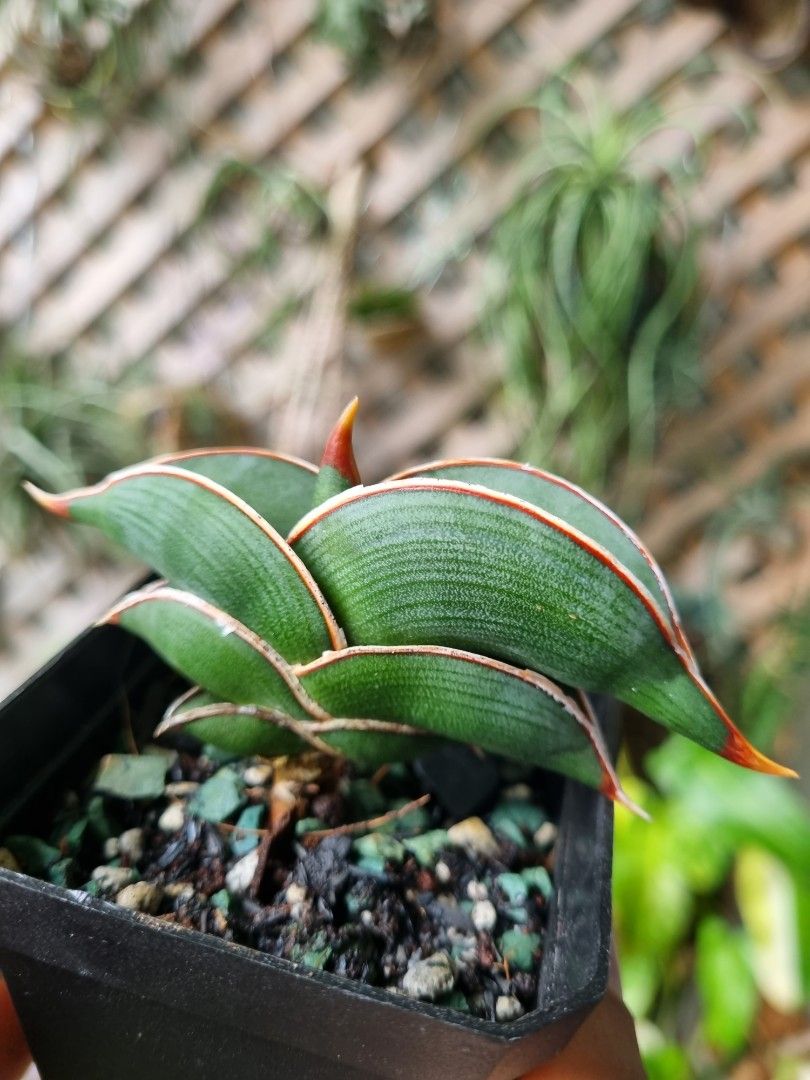 Sansevieria Rorida, Furniture & Home Living, Gardening, Plants & Seeds ...