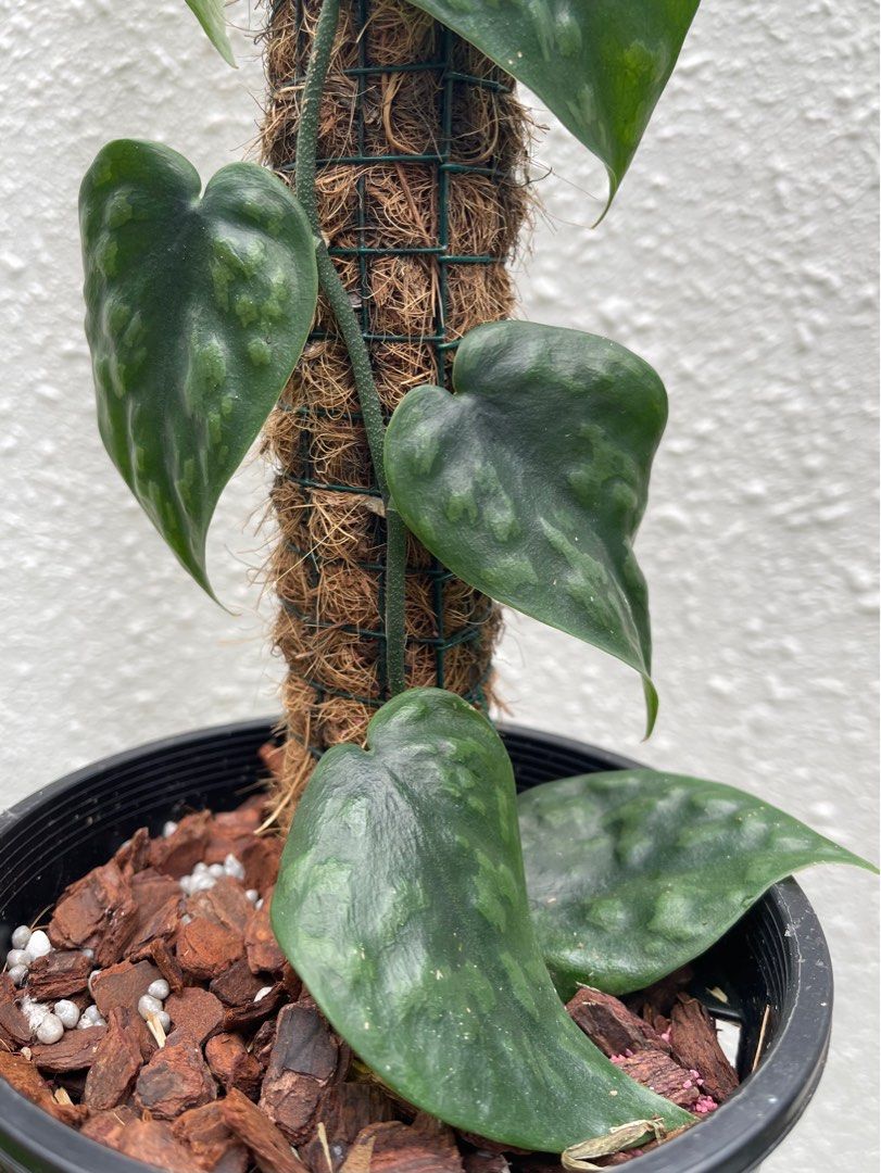 Scindapsus Black Mamba, Furniture & Home Living, Gardening, Plants ...