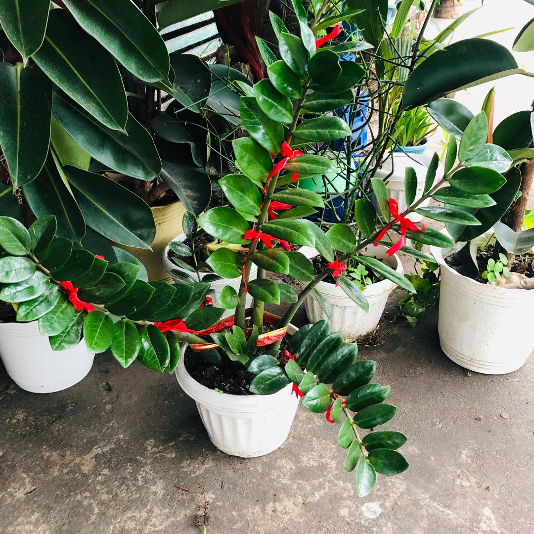 Welcome Plant, Furniture & Home Living, Gardening, Plants & Seeds on ...