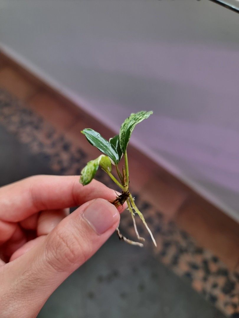 Bucephalandra sp variegated white | buce bucep|aquatic aquarium plants ...