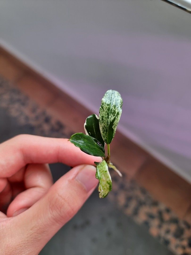 Bucephalandra sp variegated white | buce bucep|aquatic aquarium plants ...