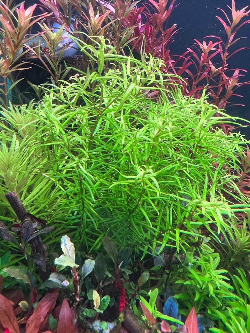 Didiplis Diandra |Stem| Aquatic Plants, Furniture & Home Living ...