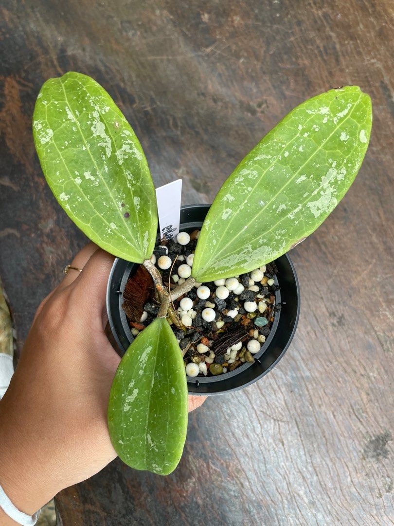 Hoya Wibergiae, Furniture & Home Living, Gardening, Plants & Seeds on ...