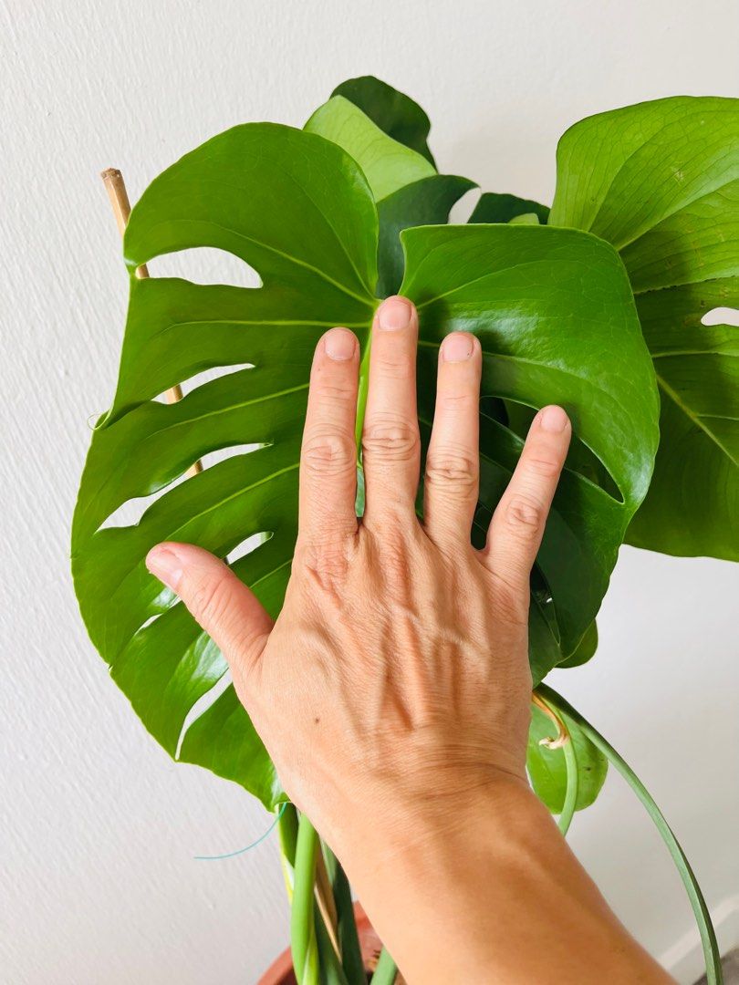 Monstera Deliciosa - height 70cm - classic indoor plant, Furniture ...
