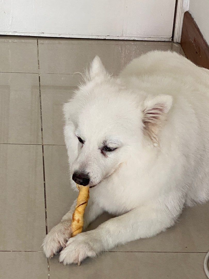 Are Bones Easily Digested By A Japanese Spitz