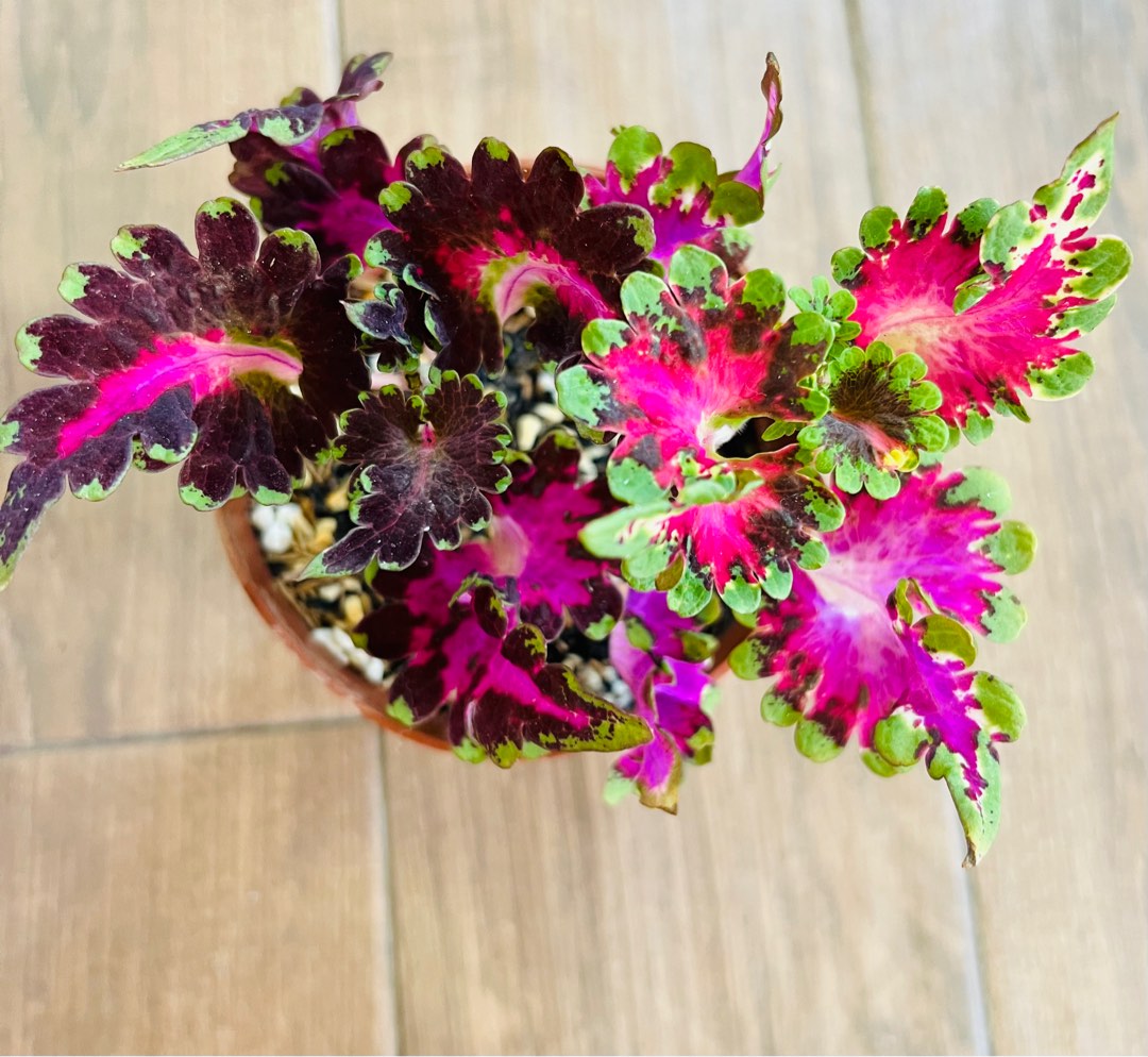 Coleus Ruffles Copper, Furniture & Home Living, Gardening, Plants ...