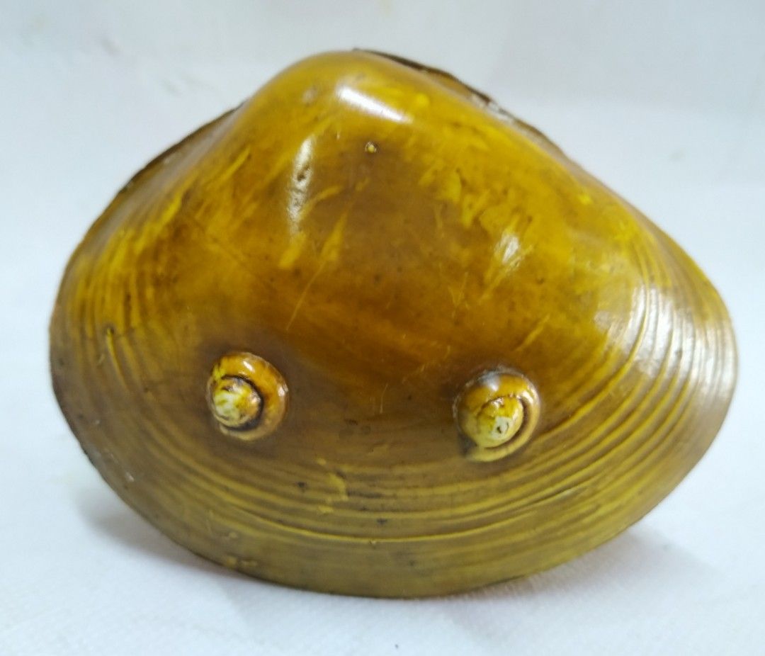 japanese ancient hand carved clam shell, Hobbies & Toys, Collectibles ...