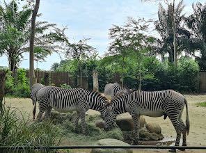 Mandai zoo, Tickets & Vouchers, Local Attractions & Transport on Carousell