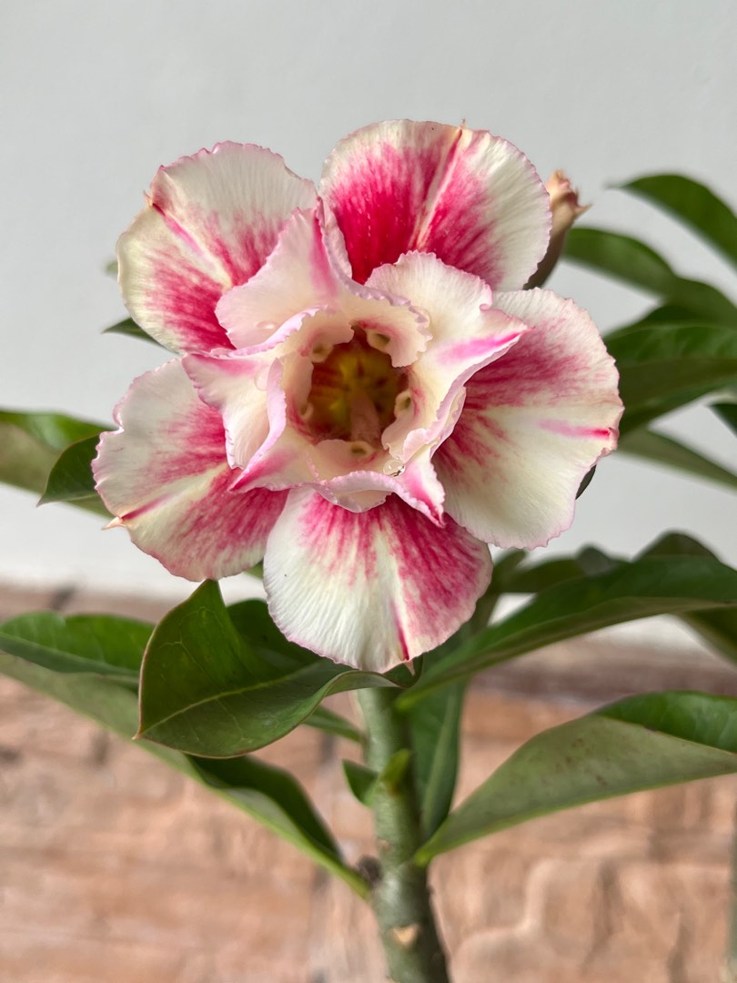 Thai Adenium Sun halo, Furniture & Home Living, Gardening, Plants ...
