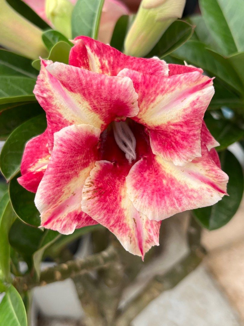 Unique root adenium, Furniture & Home Living, Gardening, Plants & Seeds ...