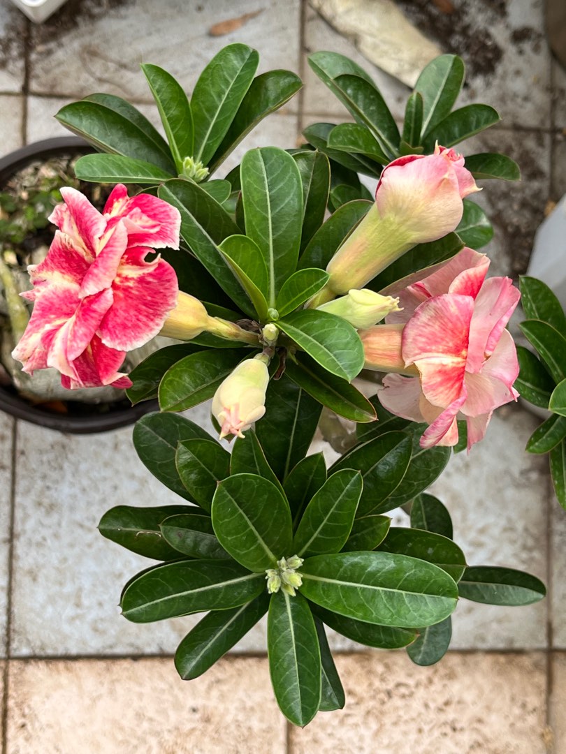 Unique root adenium, Furniture & Home Living, Gardening, Plants & Seeds ...