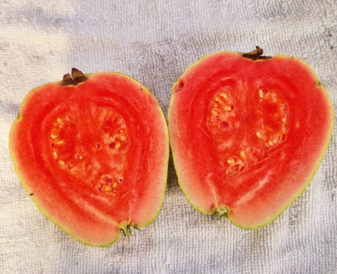 Watermelon Guava, Furniture & Home Living, Gardening, Plants & Seeds on ...