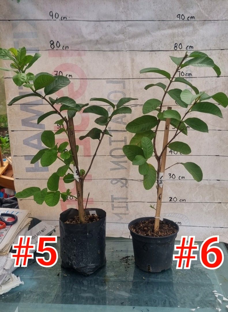 Watermelon Guava, Furniture & Home Living, Gardening, Plants & Seeds on ...