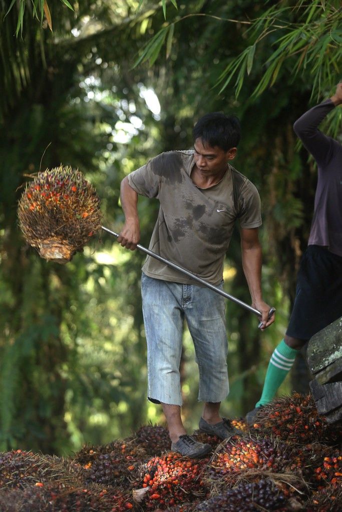 Besi Chang Sawit T Cat Hitam / T Black Coating Harvesting Lifter Palm ...