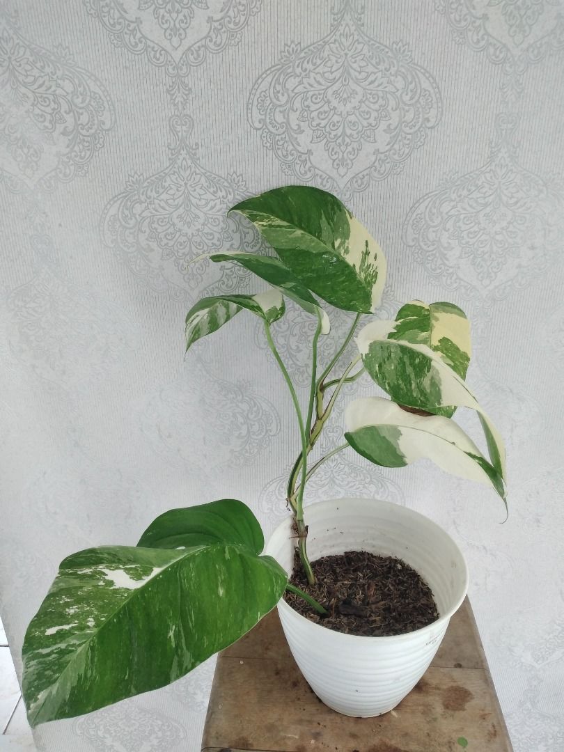 Epipremnum Varigata, Perkebunan di Carousell