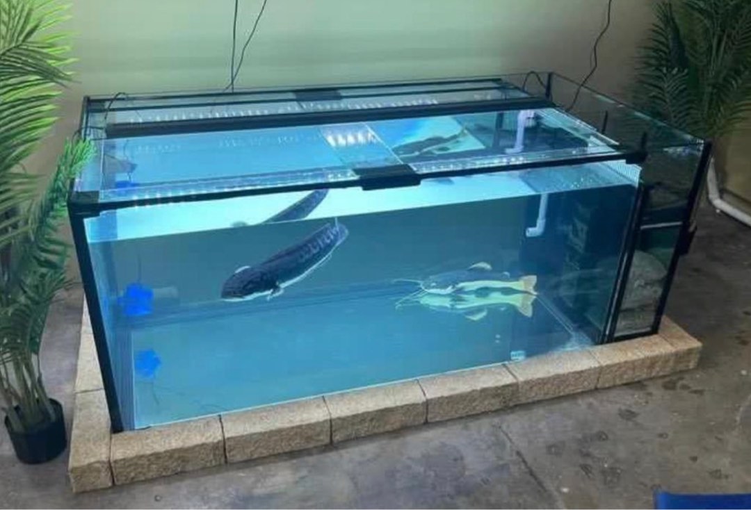 Fish tank 6ft by 3ft by 2.5ft IOUs system, Pet Supplies, Homes & Other ...