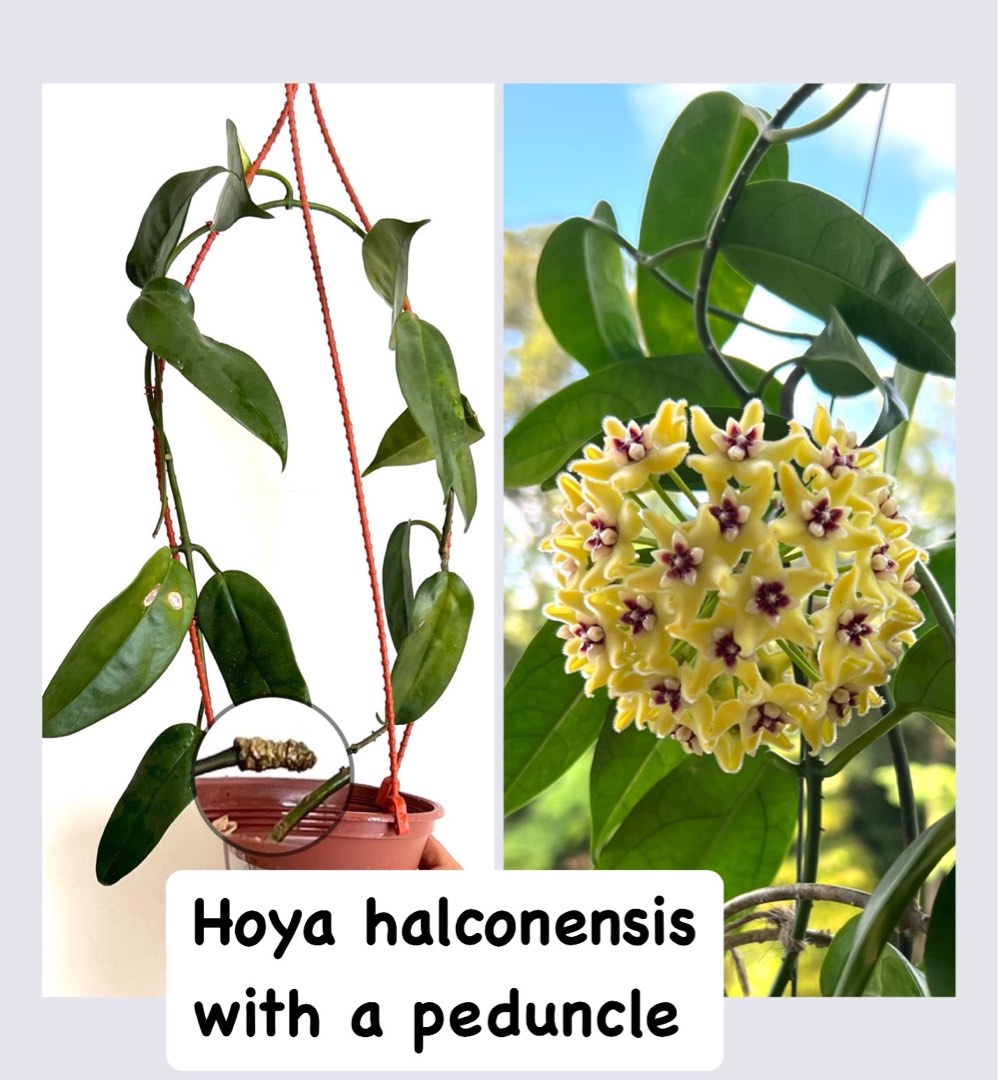 HOYA HALCONENSIS (With a peduncle) $16, Furniture & Home Living ...
