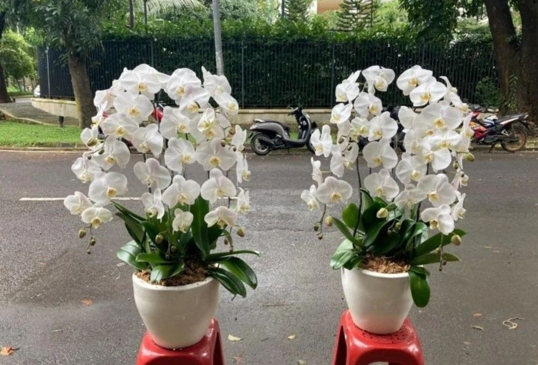 Jual Bunga Rangkaian Anggrek Bulan Area Kota Bandung, Design & Craft ...