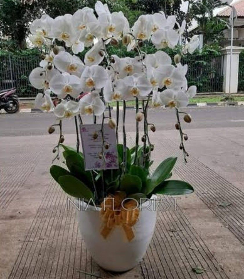 Jual Bunga Rangkaian Anggrek Bulan Area Kota Bandung, Design & Craft ...