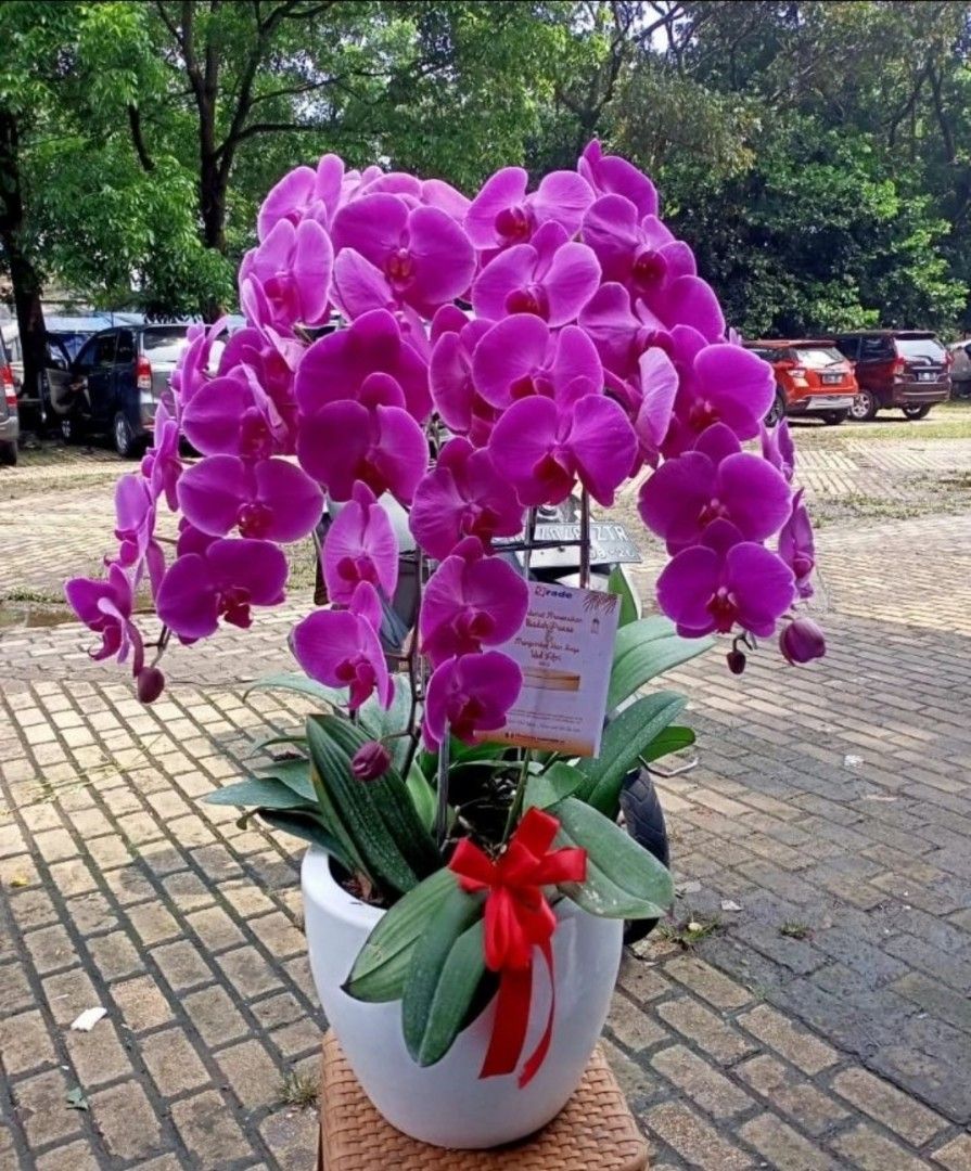 Jual Bunga Rangkaian Anggrek Bulan Area Kota Bandung, Design & Craft ...