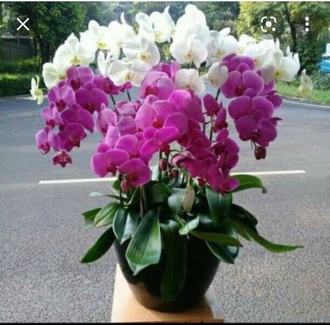 Jual Bunga Rangkaian Anggrek Bulan Area Kota Bandung, Desain ...