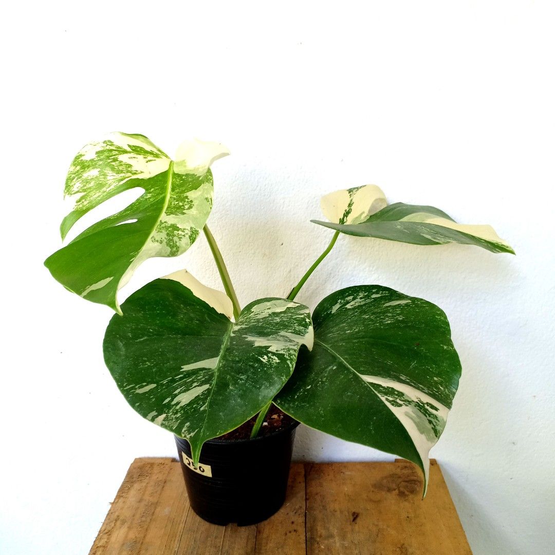 Monstera Albo Variegata, Furniture & Home Living, Gardening, Plants ...