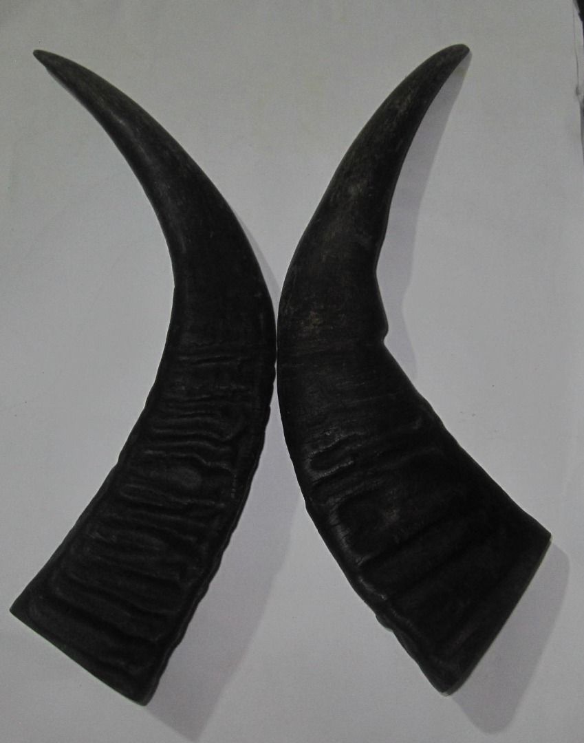 Pair of Carabao Horns, Hobbies & Toys, Memorabilia & Collectibles ...