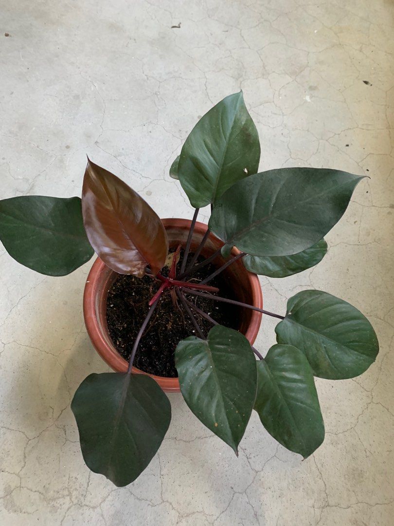 Philodendron black Congo, Furniture & Home Living, Gardening, Plants ...