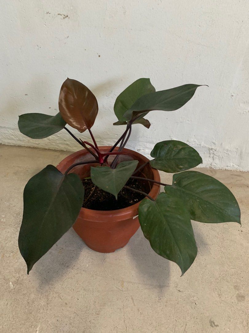 Philodendron black Congo, Furniture & Home Living, Gardening, Plants ...