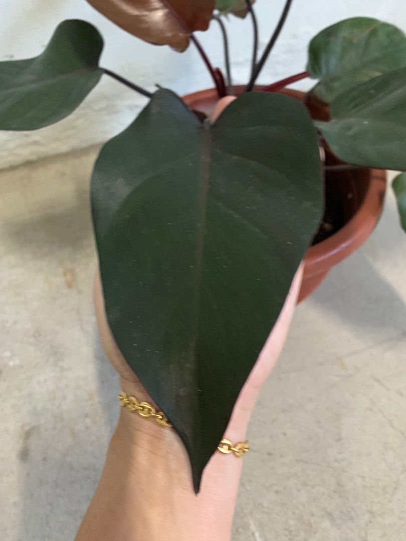 Philodendron black Congo, Furniture & Home Living, Gardening, Plants ...