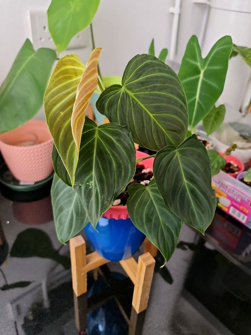 Philodendron Splendid, Furniture & Home Living, Gardening, Plants ...