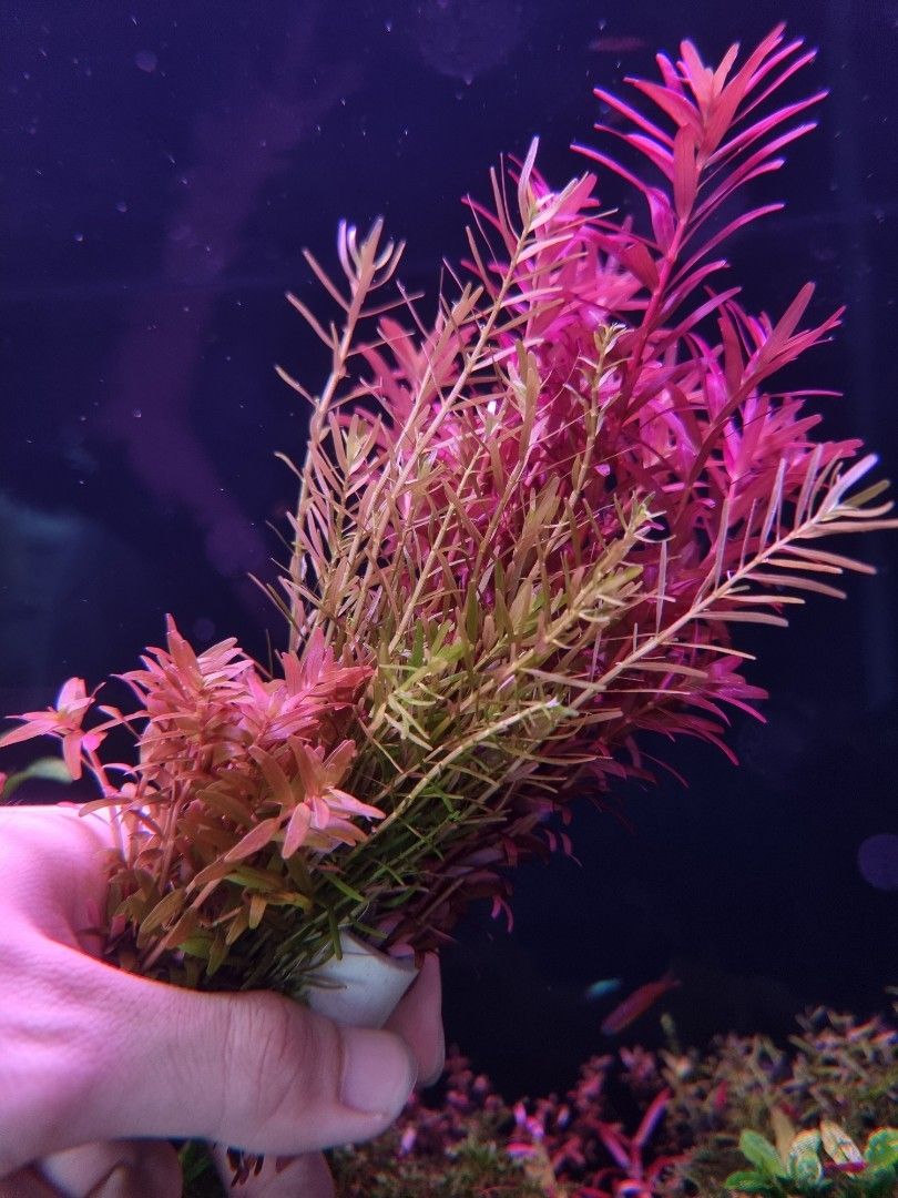 Rotala blood red, wayanad, orange juice|stem plants|aquatic aquarium ...