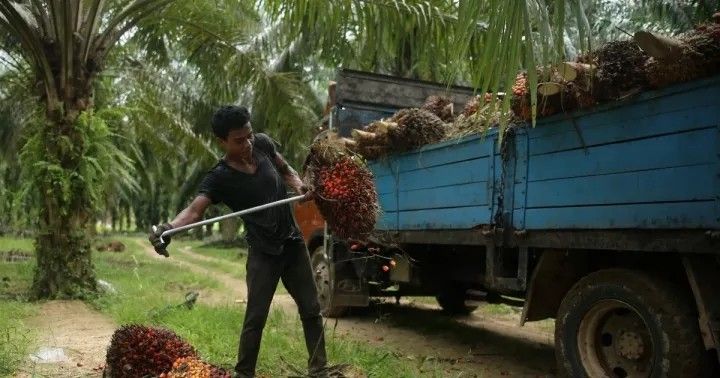 T GI HARVESTING LIFTER Palm Oil / Besi Chang Sawit T GI Jenama Sam Lee ...