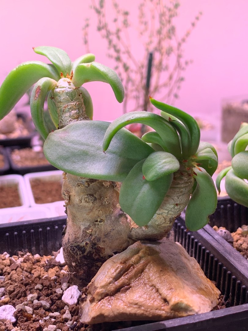 萬物想 奇峰錦 Tylecodon reticulatus subsp. phyllopodium on Carousell