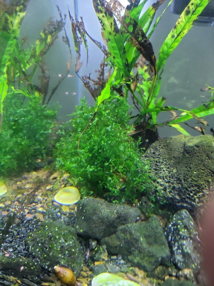 Brakish Subwassertang, Sports Equipment, Fishing on Carousell