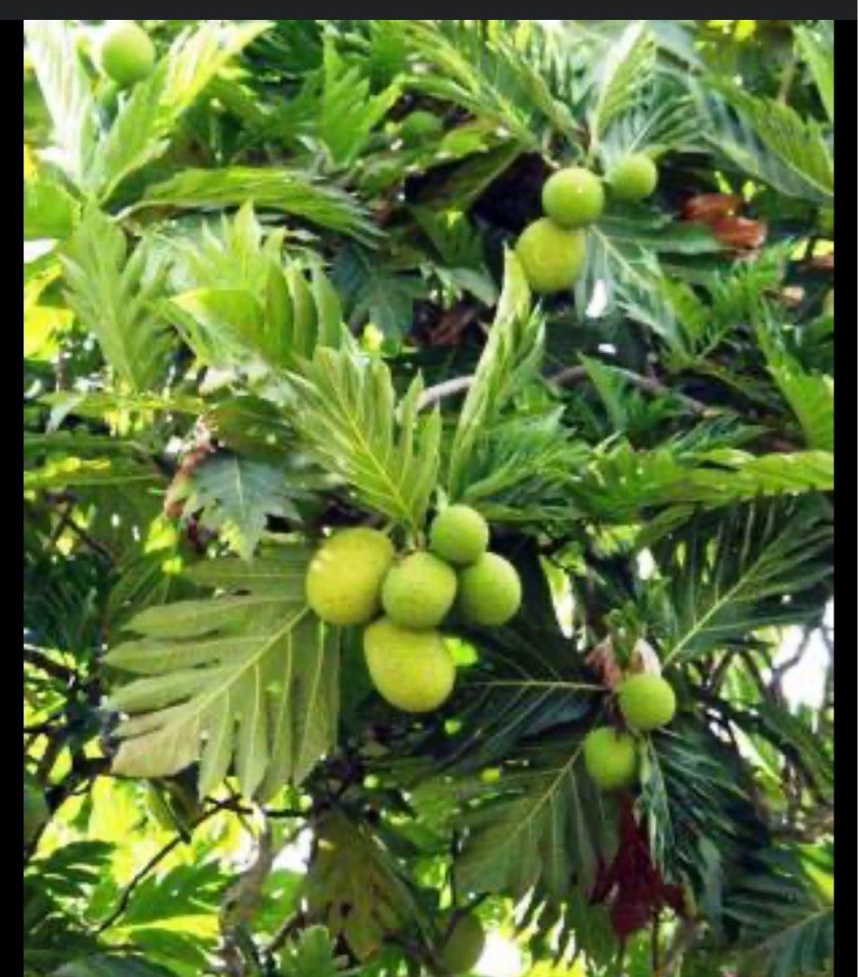 Breadfruit tree, Furniture & Home Living, Gardening, Plants & Seeds on ...