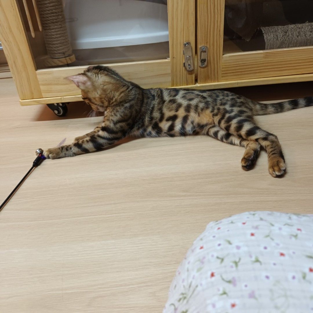 Furry Purry Cat Boarding, Pet Supplies, Health & Grooming on Carousell