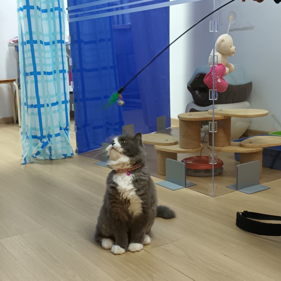 Furry Purry Cat Boarding, Pet Supplies, Health & Grooming on Carousell