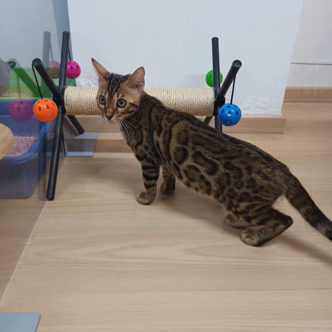 Furry Purry Cat Boarding, Pet Supplies, Health & Grooming on Carousell