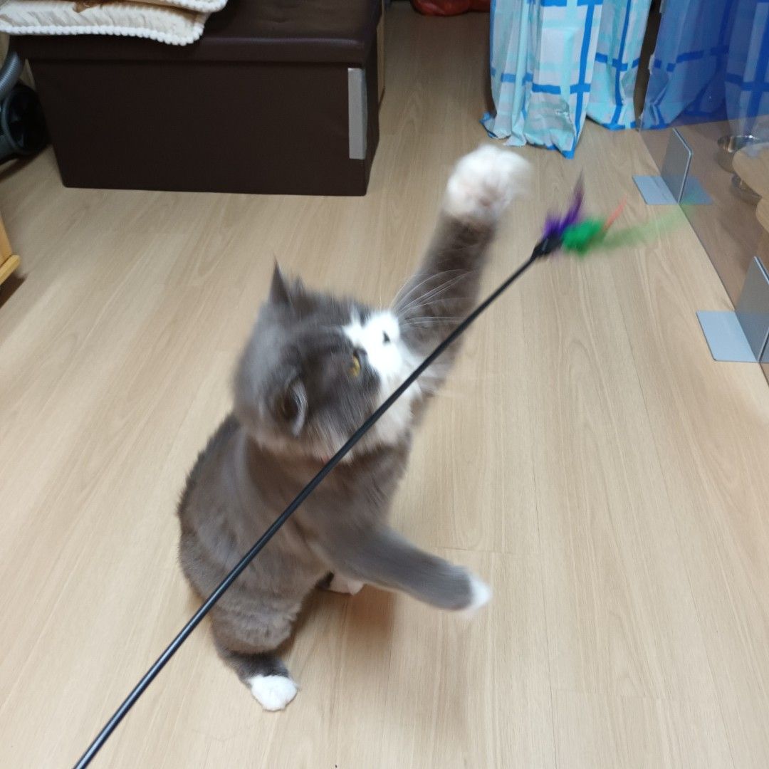 Furry Purry Cat Boarding, Pet Supplies, Health & Grooming on Carousell