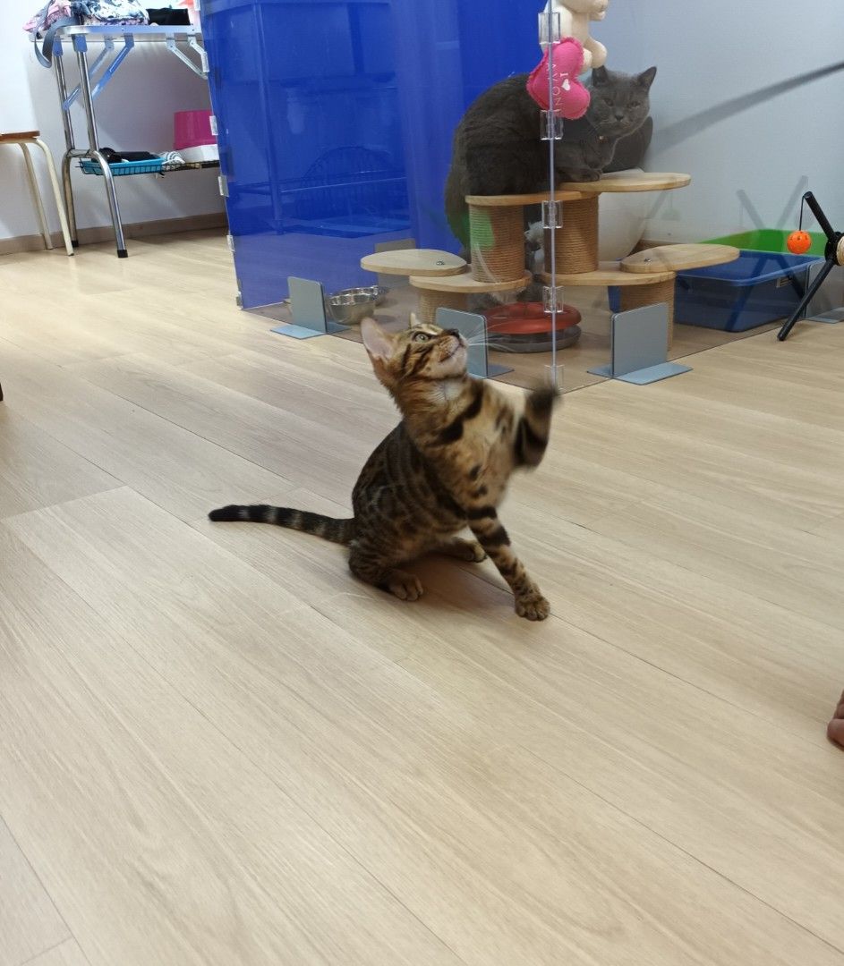 Furry Purry Cat Boarding, Pet Supplies, Health & Grooming on Carousell