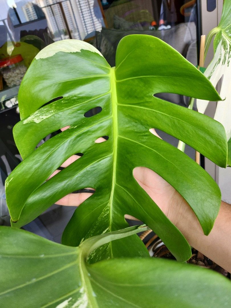 Giant Monstera Albo, Furniture & Home Living, Gardening, Plants & Seeds ...