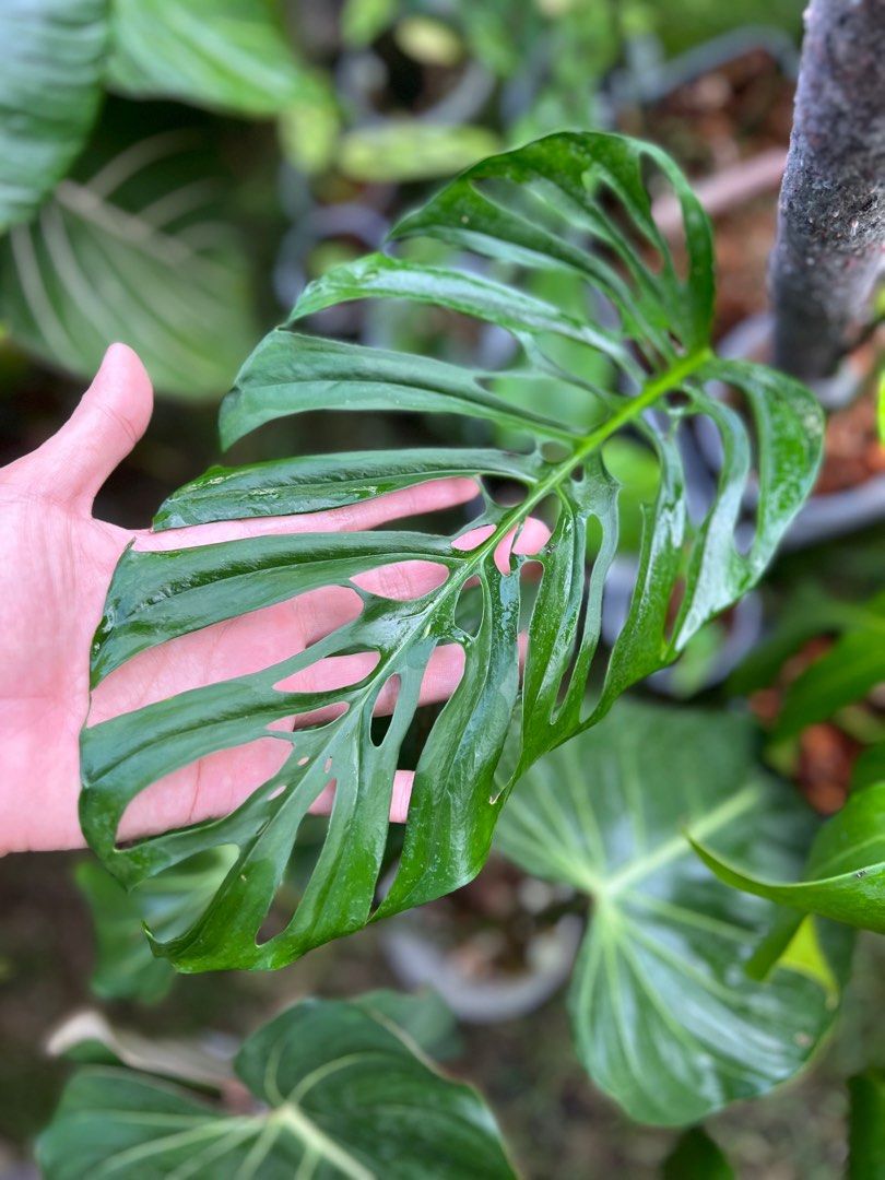 Why are all of my old monstera leaves bigger than my new ones? Is there ...