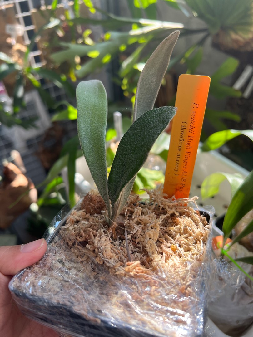 P. Veitchii high finger AUS, 傢俬＆家居, 園藝, 植物及種子 - Carousell