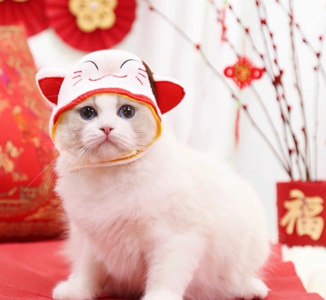Pet CNY hat! Chinese New Year Cosplay Costumes - Anabul Dog Cats ...