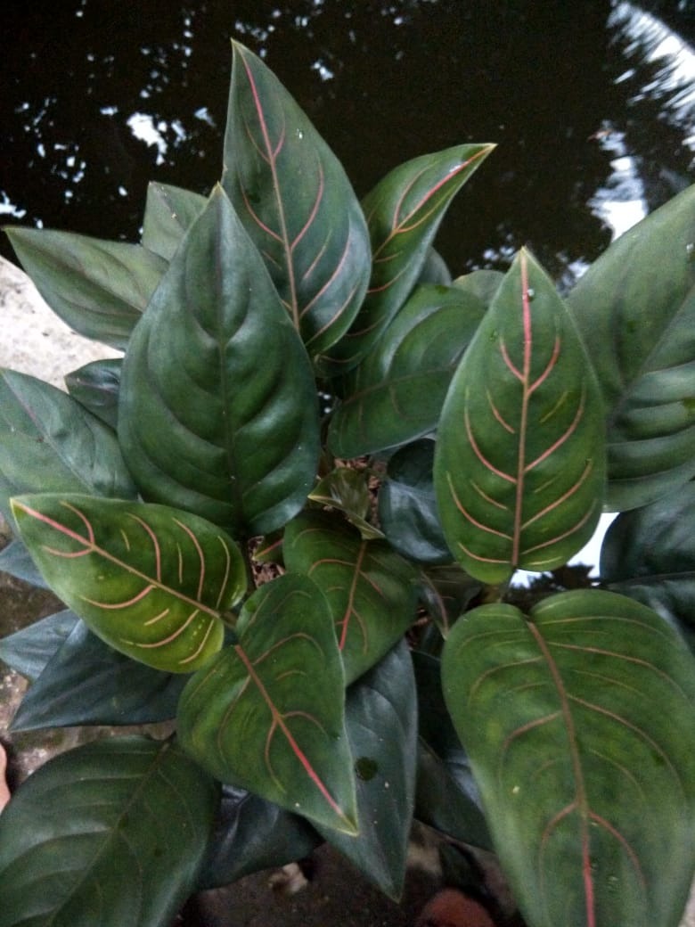 Aglonema Rotundum Tiger Rumpun 5, Perkebunan di Carousell