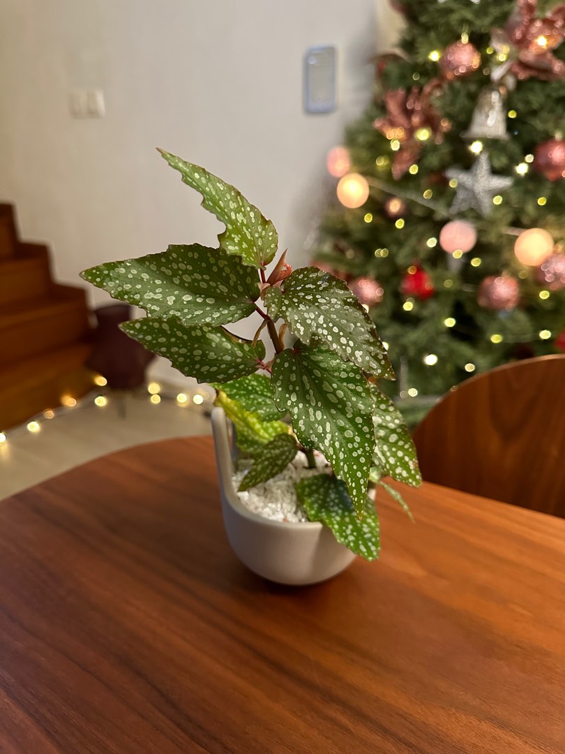 Begonia Maculata (mini hybrid) in bunny pot, Furniture & Home Living ...